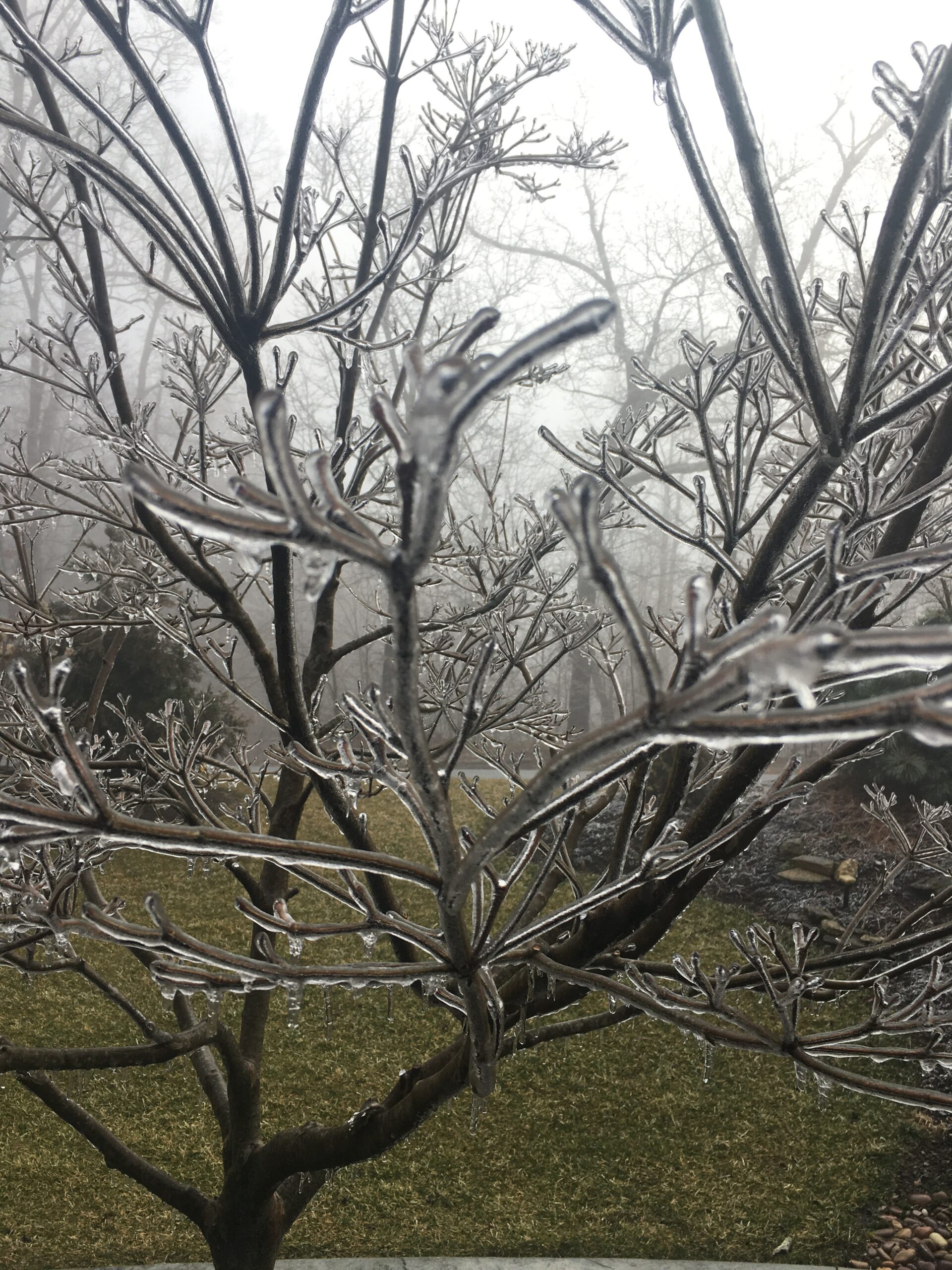Thunder Ice - Somersby Park